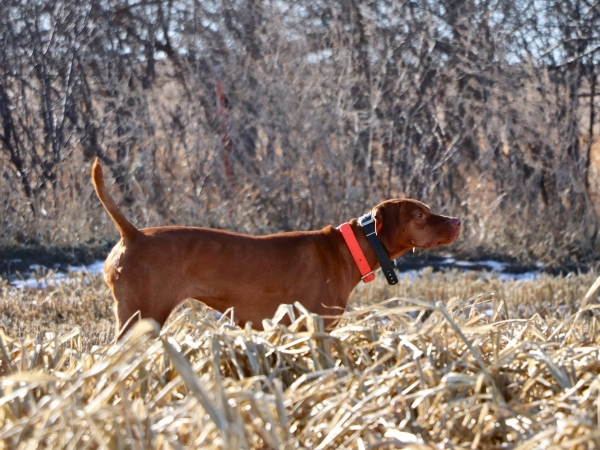 Vizsla Hunting Dogs for Sale - High Trail Connection